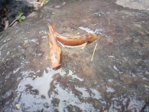 Kukri fish