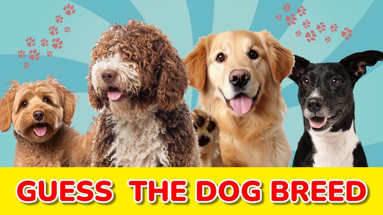 Guess the Dog Breed Quiz - YouTube