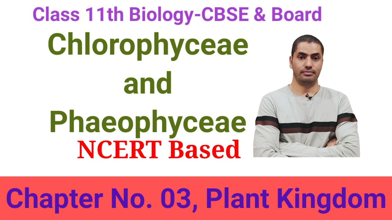 Chlorophyceae and Phaeophyceae||Class 11th Biology|NCERT - YouTube
