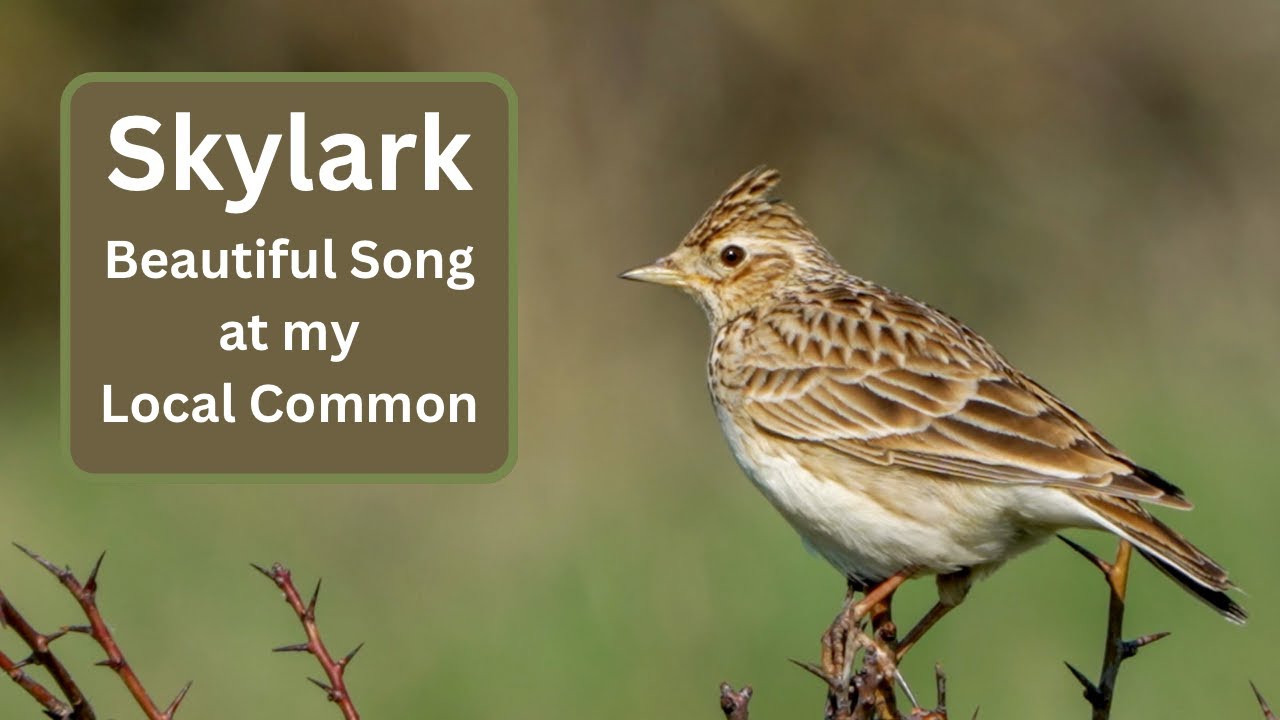 Skylarks at my Local Common! - YouTube