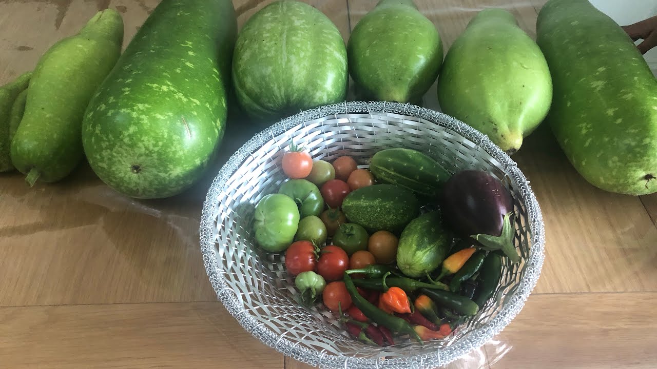 Shoker bagan 2021 | Gardening | Harvesting Vegetable | Bangladeshi ...