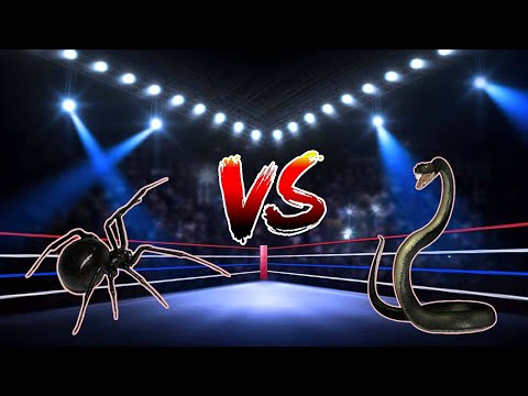 В чем сила ? Паук vs Змея