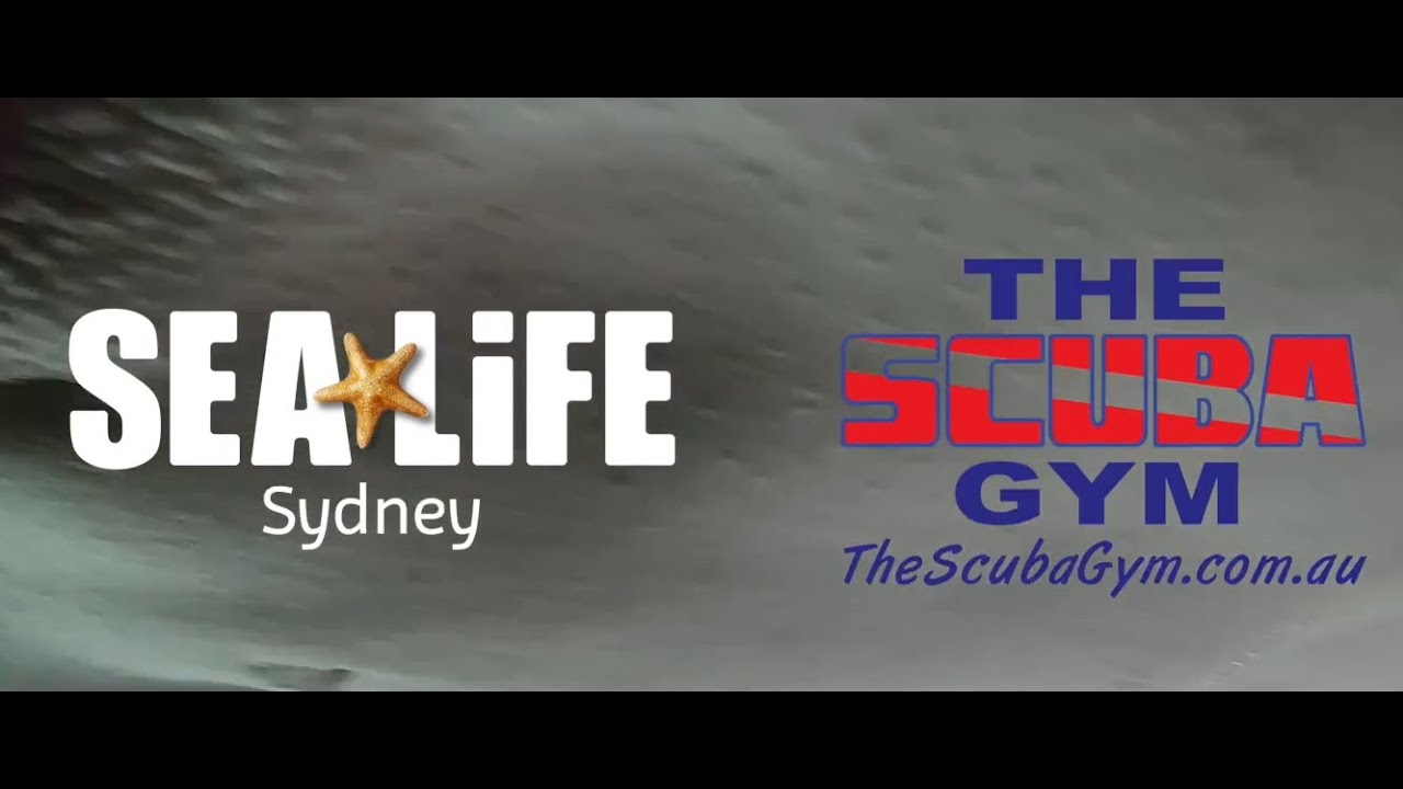 Scuba Gym Aquarium Video - YouTube
