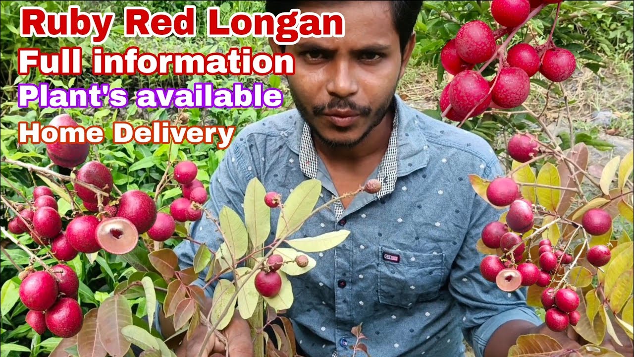 Ruby Red Longan fruit tree || Best Colourful Longan variety || Plant's ...