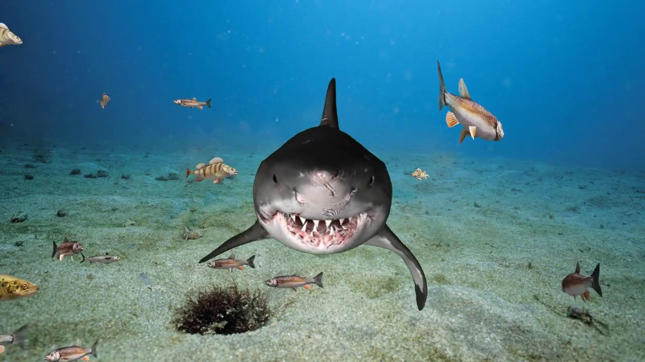 Shark | Shark Videos 3D - Most attractive to watch | GaRaTV - YouTube