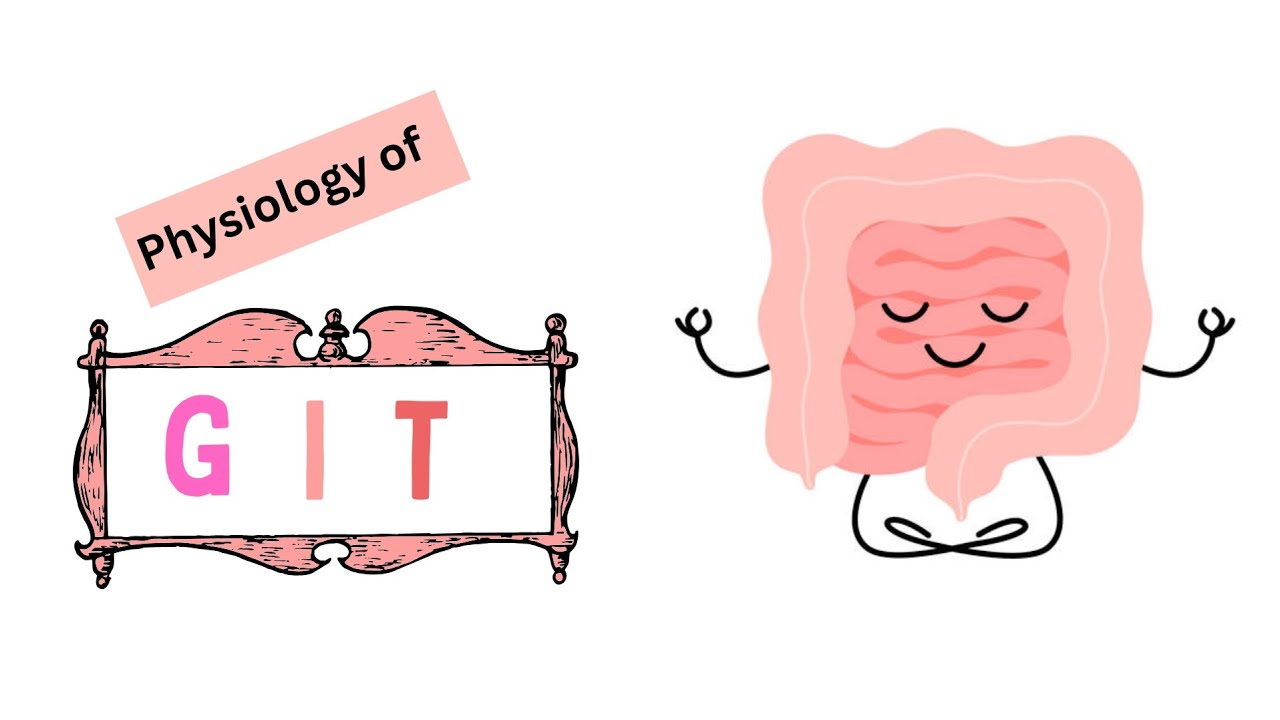 Chewing, Salivation, and Swallowing|GIT PHYSIOLOGY - YouTube