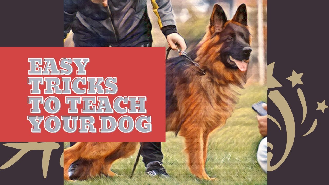 german shepherd in action videos - YouTube