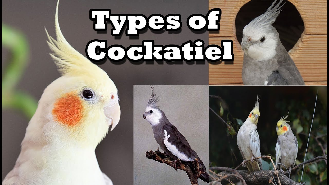 Cockatiel Species | Top Cockatiel color and mutations | Types of ...
