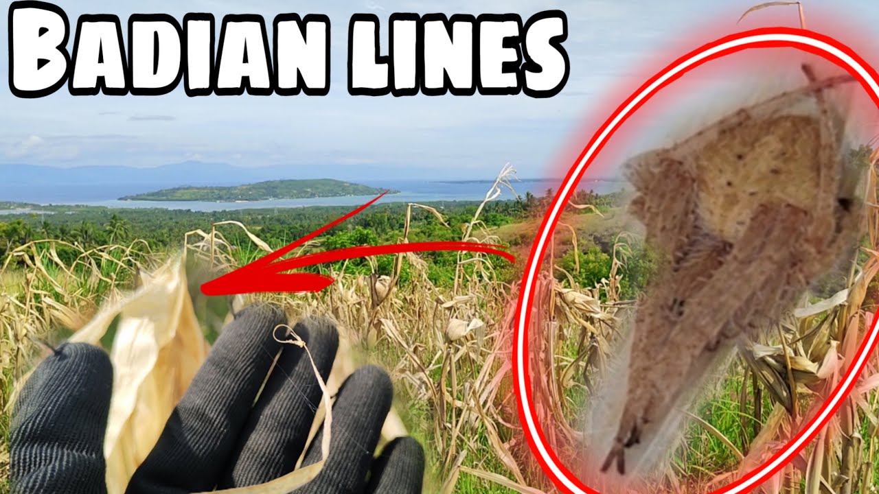 Spider Hunting / GAGAMBA SA MAIS / #gagam pet - YouTube