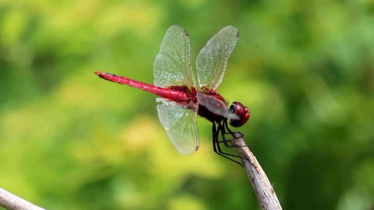 Scarlet Percher Dragonfly - Diplacodes haematode - YouTube