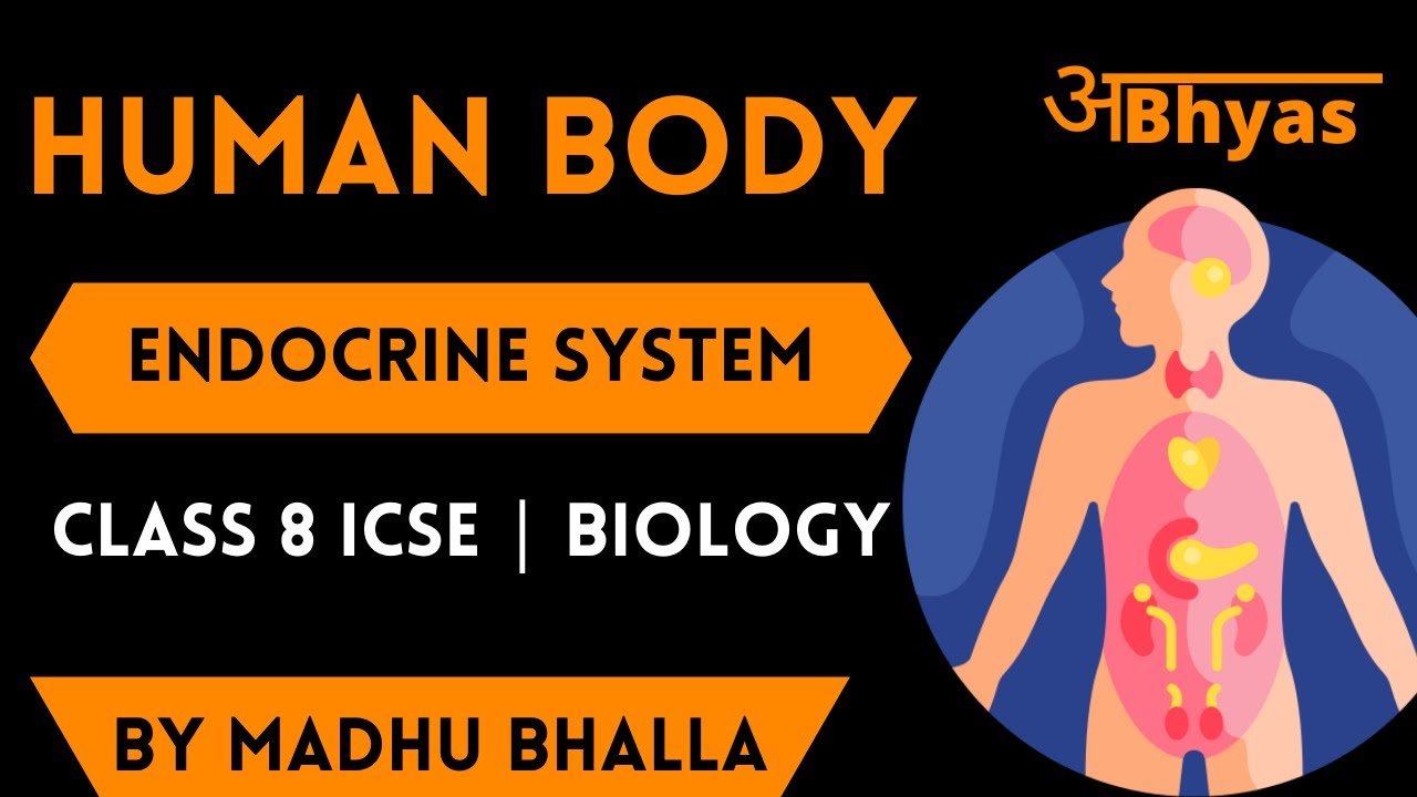 Endocrine System Class 8 ICSE Biology Selina CONCISE BIOLOGY YouTube endocrine-system-class-8-icse-biology-selina-concise-biology-youtube