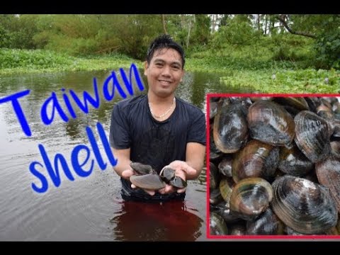 CATCHING TAIWAN SHELL IN THE PHILIPPINES - YouTube