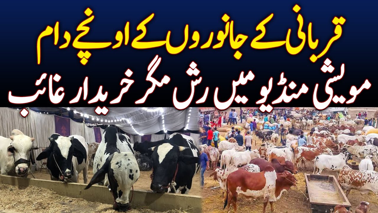 High Prices Of Sacrificial Animals Deter Buyers - Aaj News - Videos ...