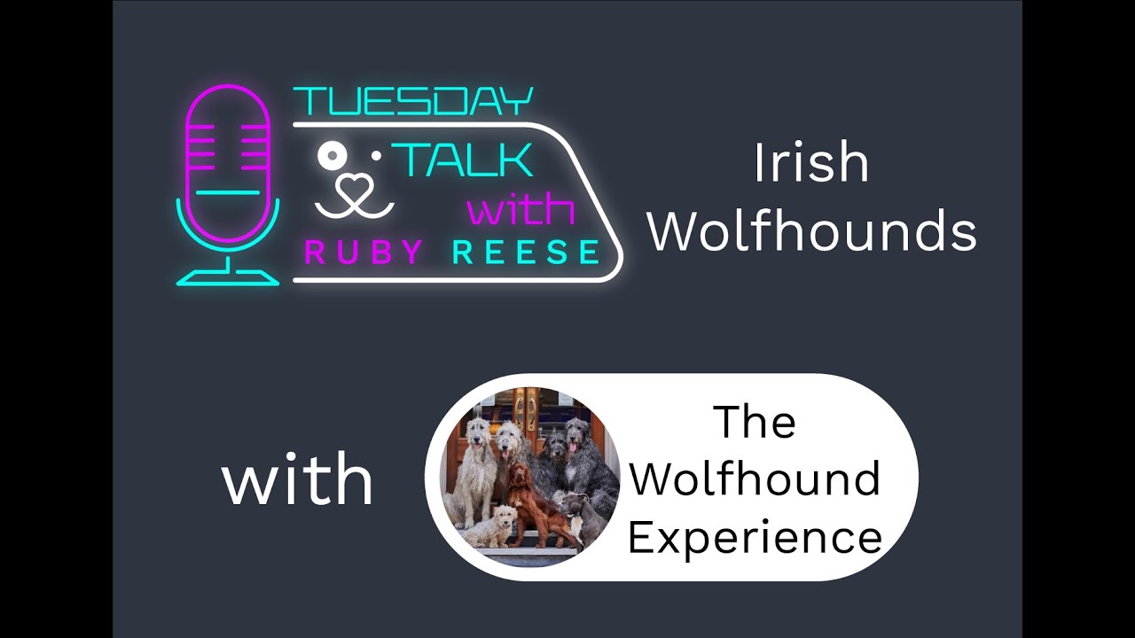 Tuesday Talk with Ruby Reese - Irish Wolfhounds - YouTube