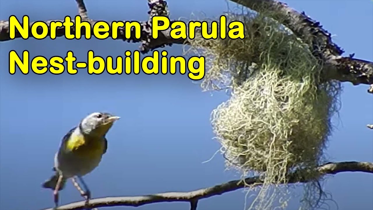 Northern Parula Nest Northern Parula Eating…Something 10,000 Birds