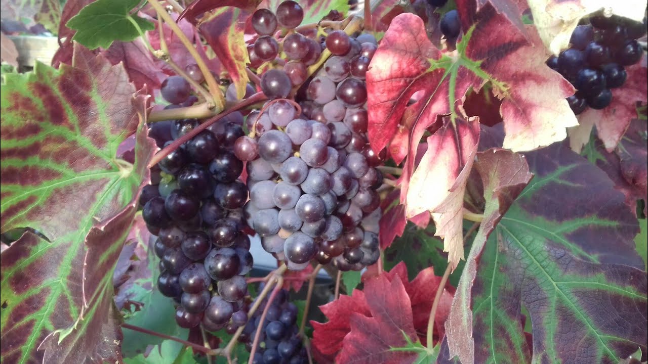 How to grow HUGE grape crops in the UK for free!! - YouTube