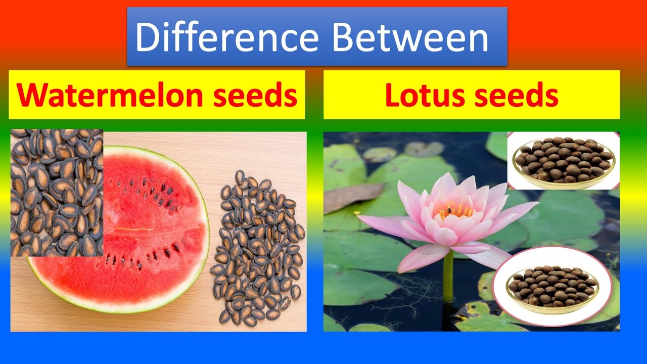 Differences Between Medical And Health Benefits Of Watermelon seeds and ...