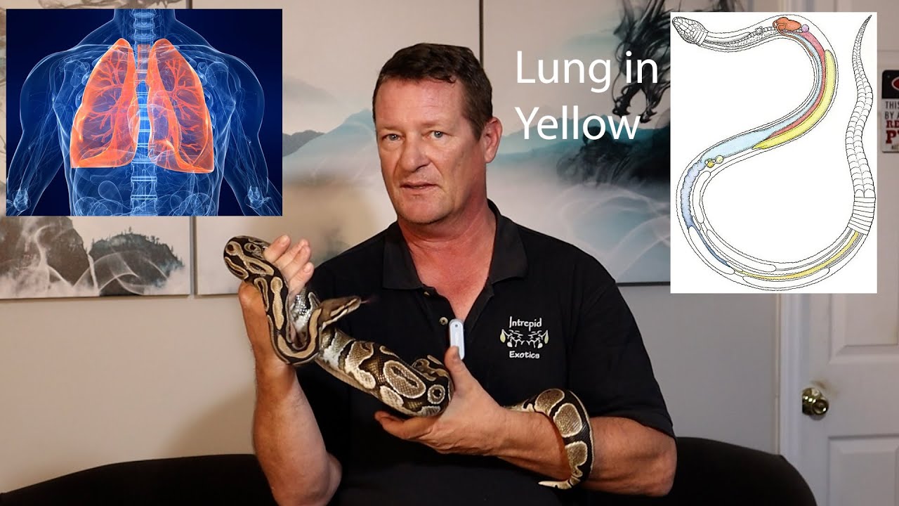 Does My Snake Have a Respiratory Infection? | How I Identify and ...