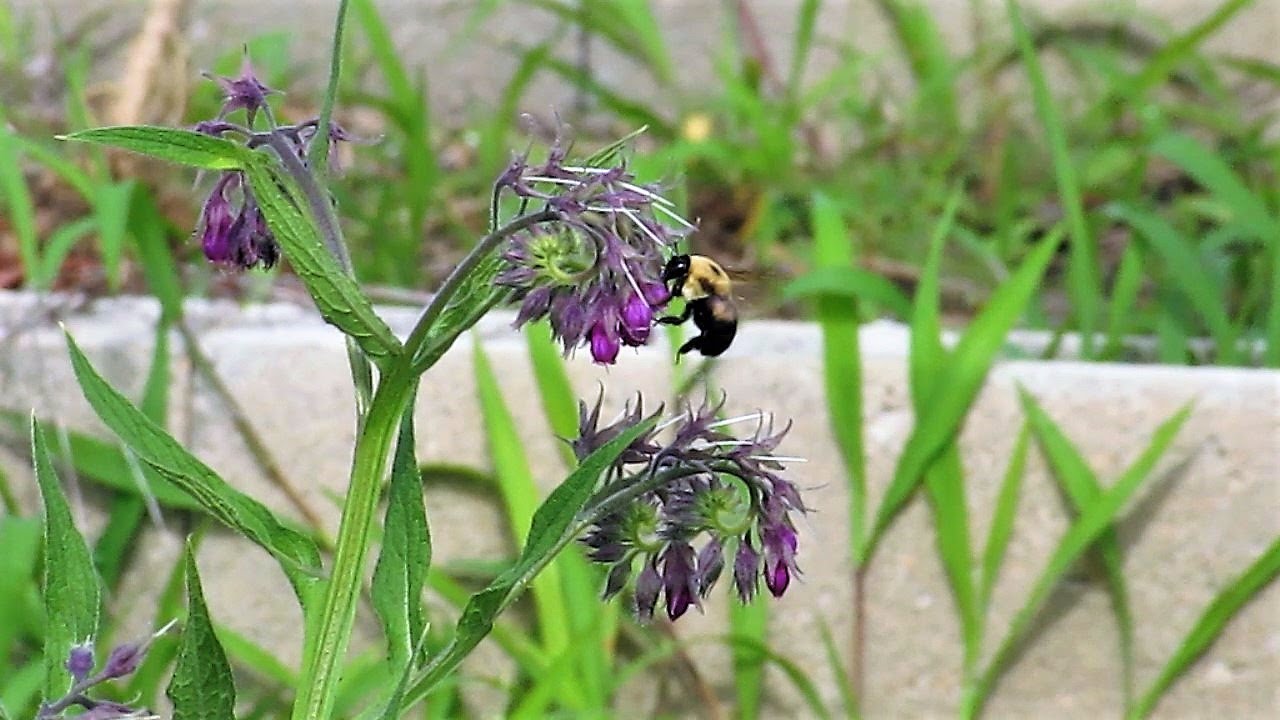 Bumblebee making out with Comfrey | Raised Garden Beds # ...