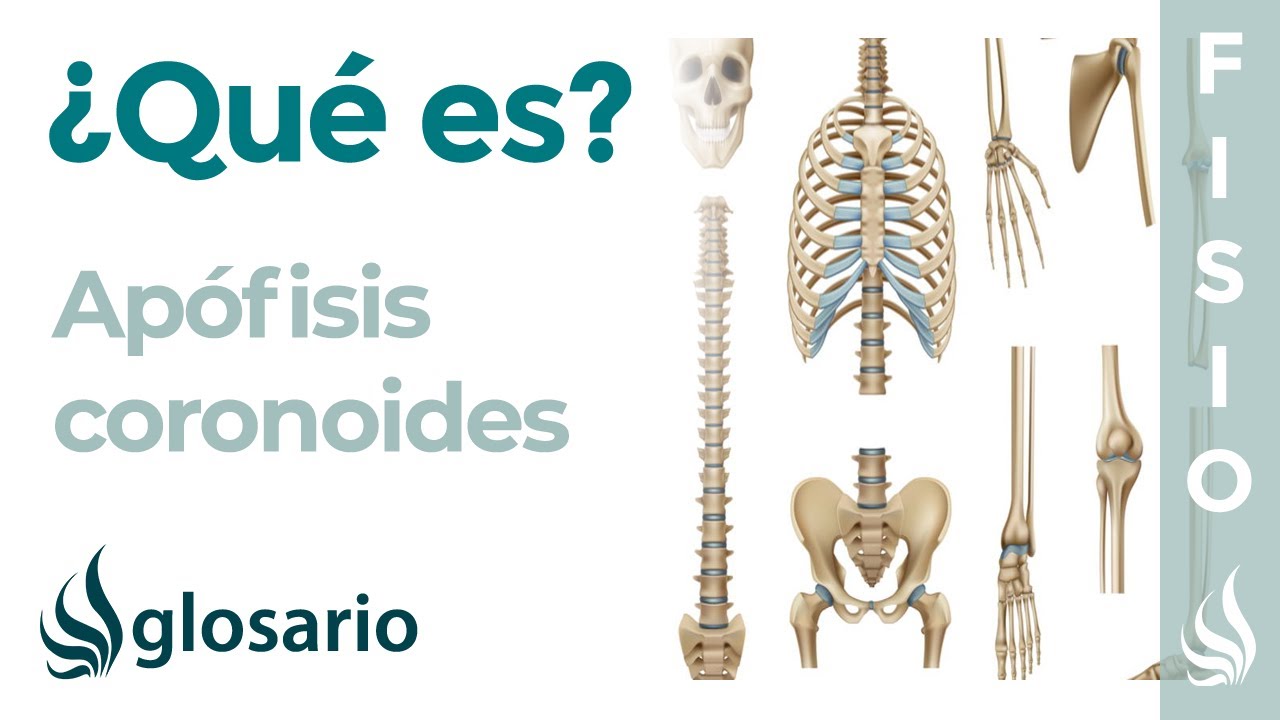 APÓFISIS CORONOIDES | Qué es, significado, función y lesiones en ...