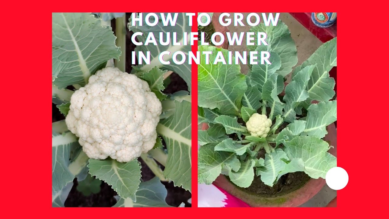 How to grow cauliflower in container....grow like a pro...flower will ...