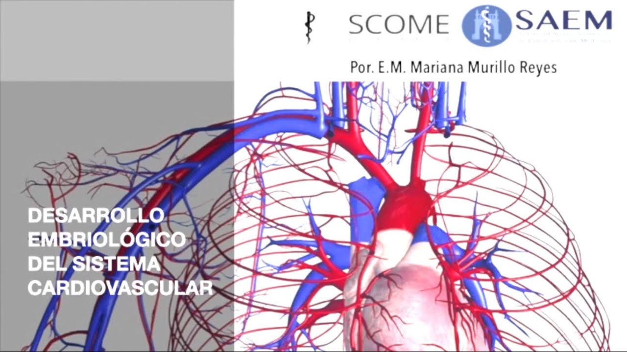 DESARROLLO EMBRIOLÓGICO DEL SISTEMA CARDIOVASCULAR - YouTube