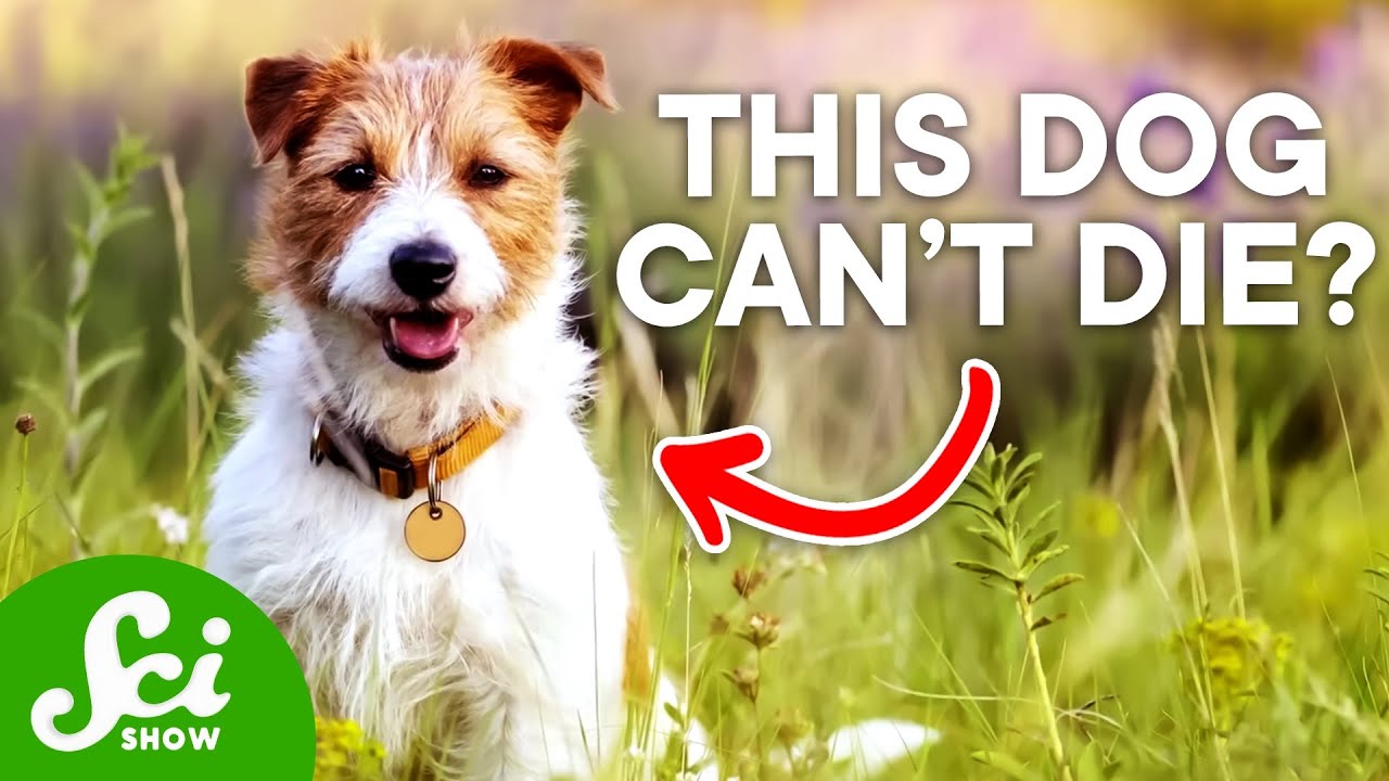 The Truth About the Single-Celled Dog - YouTube