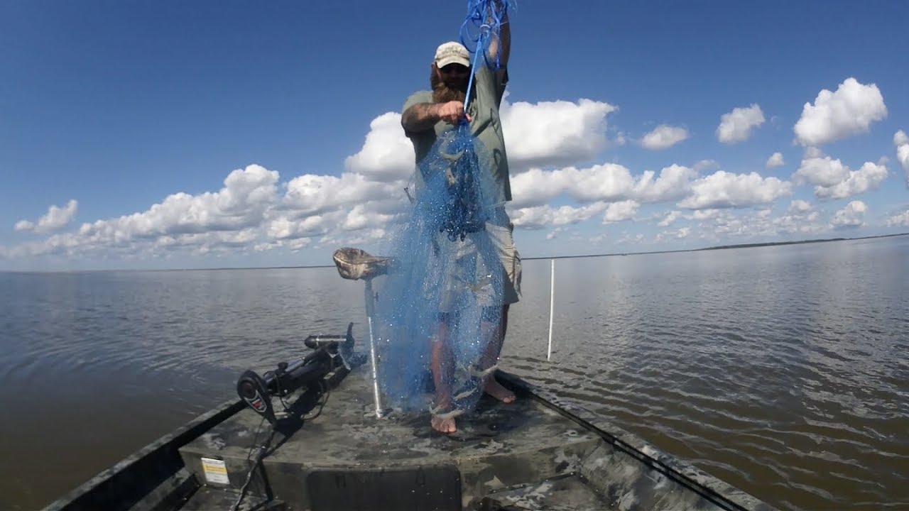 Catching JUMBO Shrimp w/ Cast Net & Bait - Pod of Porpoises Follows Us ...