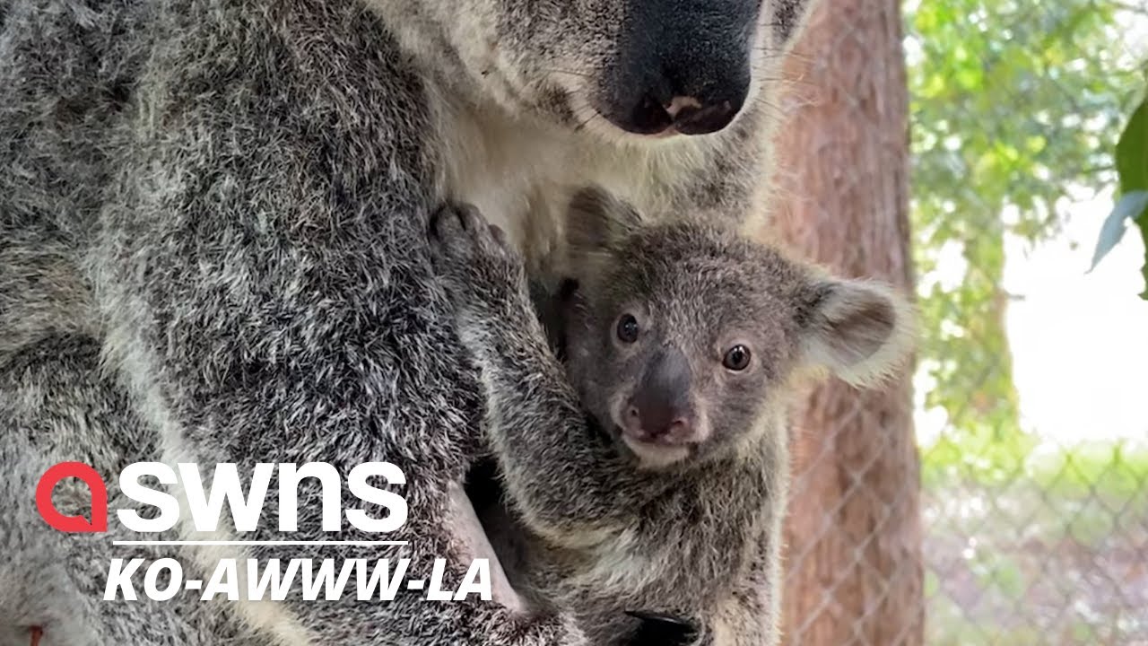 Blind koala and adorable baby rescued from death on the SIDE OF ROAD in ...