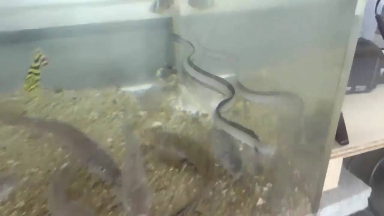 My Eel hide in the Sand All Day - YouTube