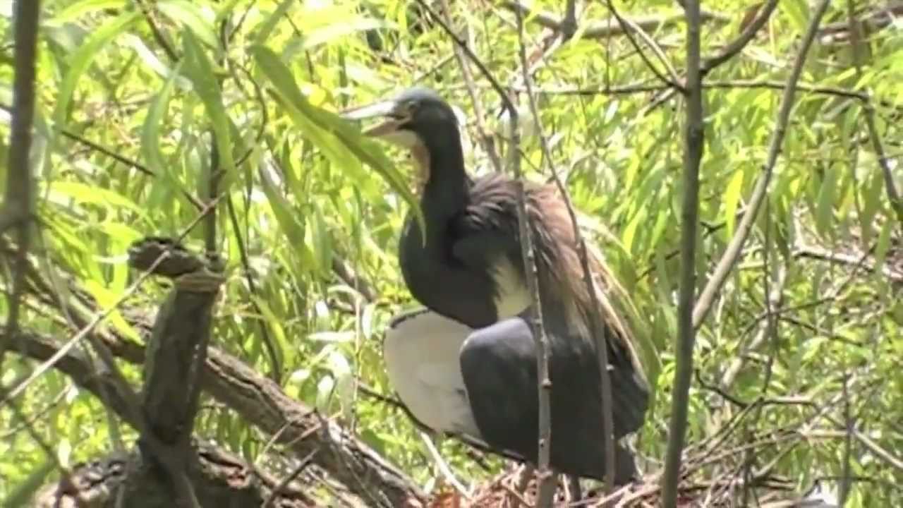 Squat pooping bird. - YouTube