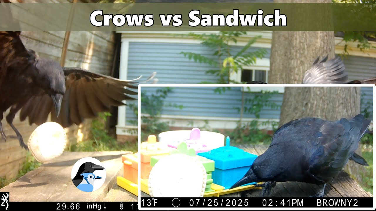 Crows vs Sandwich - YouTube