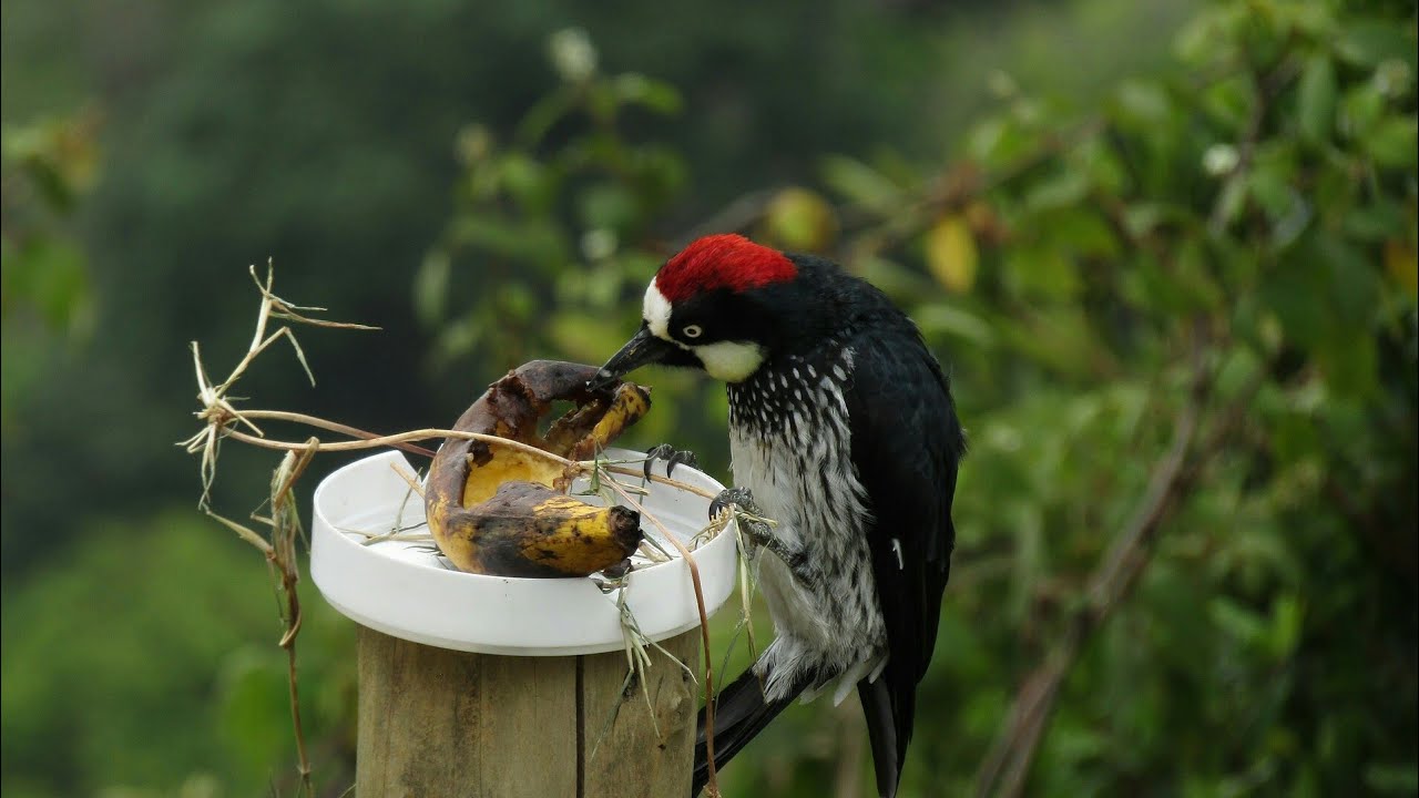 Beautiful Ave Bird jumping & eating something & a blue Ave & garden Ave ...