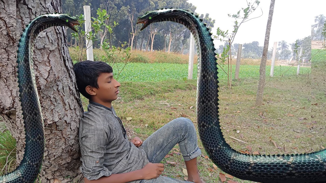 Anaconda Snake in Real Life Video 3 - YouTube