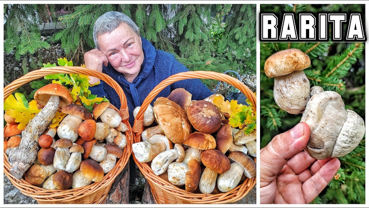 Hriby Huby Houby 8.10.23 | Rozprávkové aj RARITNÉ DUBÁKY nás čakali v ...