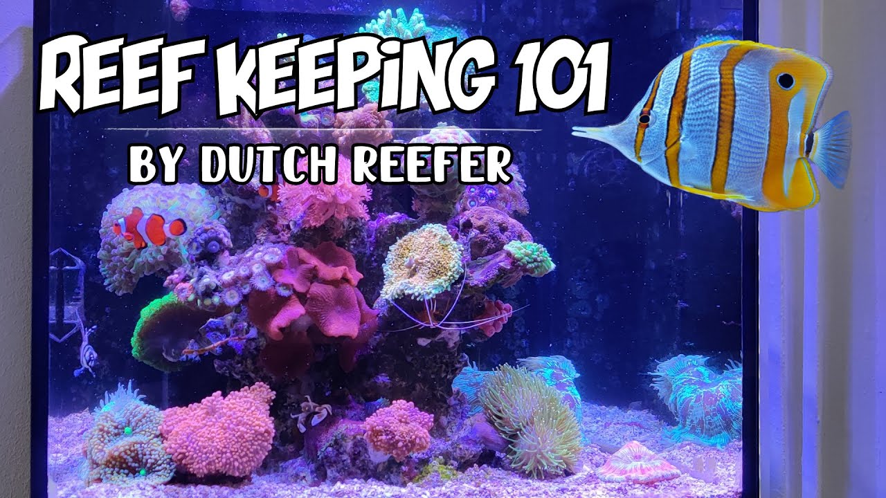 Reef Keeping 101 | Creating a Nano Reef - YouTube