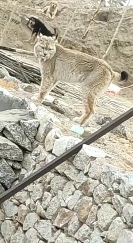 Strange Animal Spotted in Ladakh India | Himalayas - YouTube