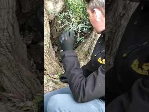Yaralanmış Kartal Yakalamak ! KARTAL SALDIRISI HD