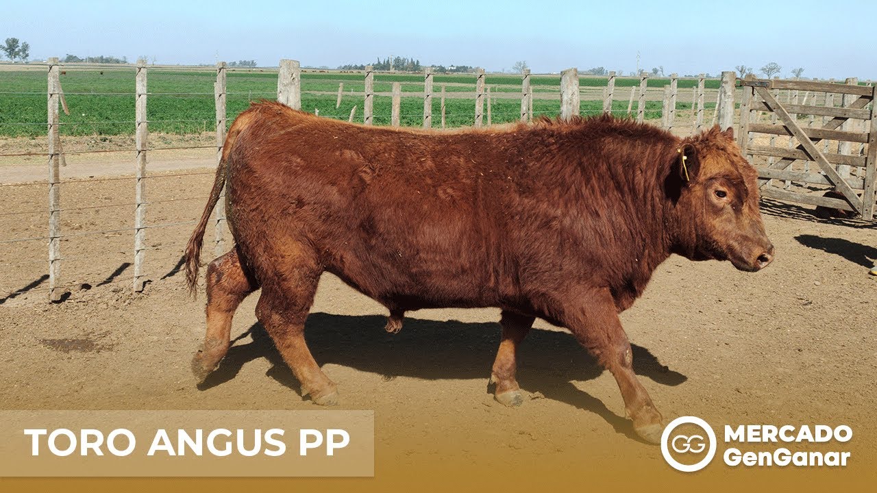 Toro Angus PP - YouTube