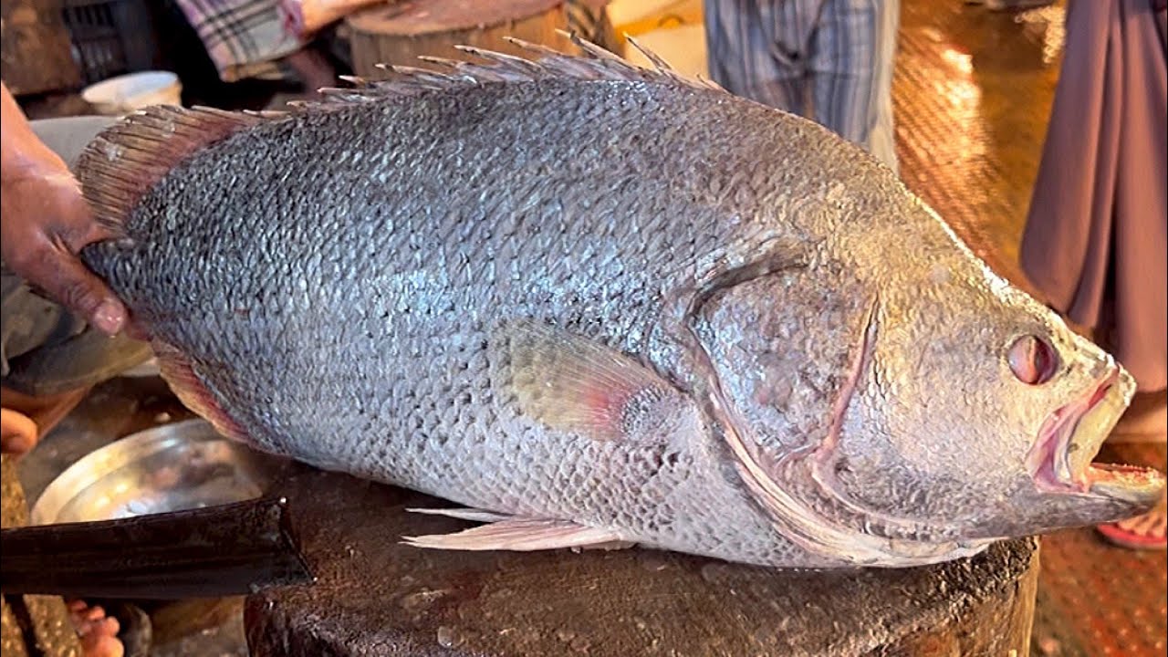 Big Tripletail Fish Cutting & Chopping By Expert Fish Cutter | Big Fish ...