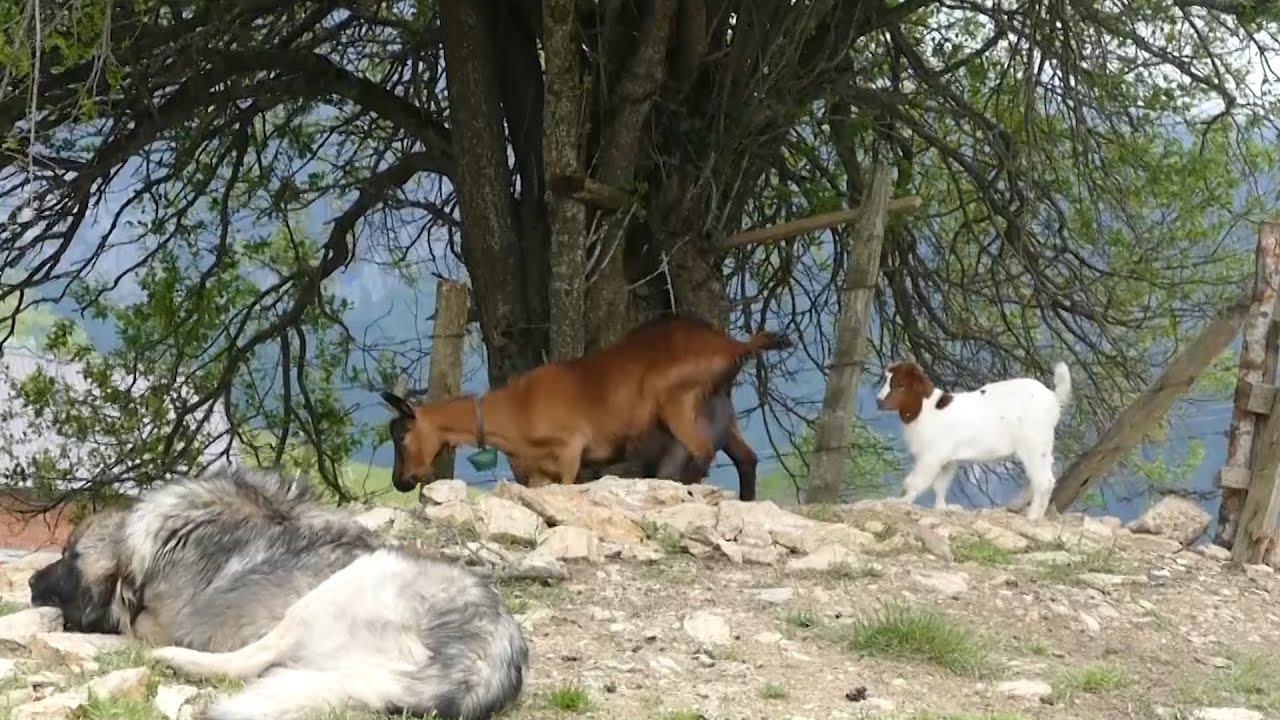 BJESHKËT E RUGOVËS – Reportazh - YouTube