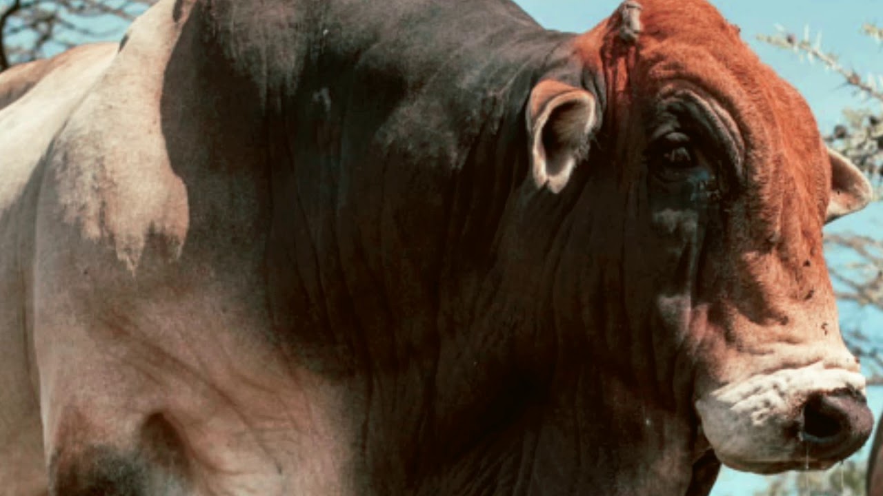 The Mighty | B O R A N | Boran cattle | African Cattle Breed - YouTube