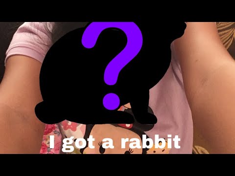 I got a new bunny