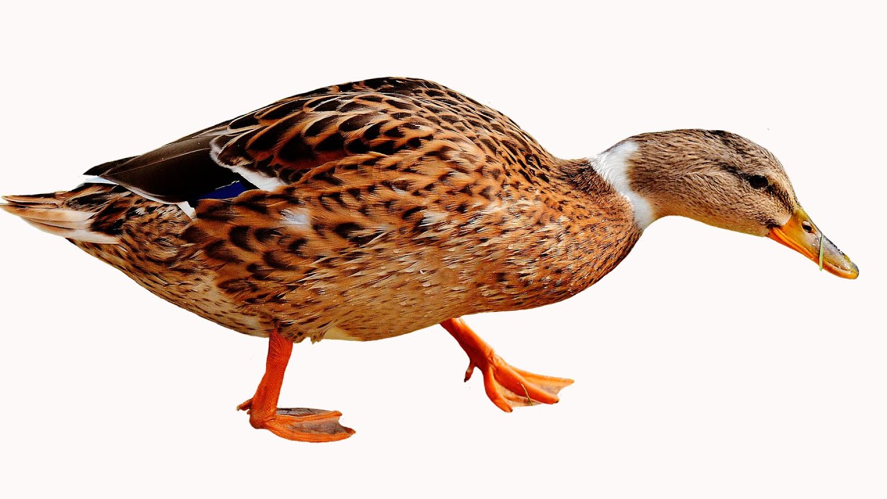 A duck running on the water. Animals. Nature 🦆 - YouTube