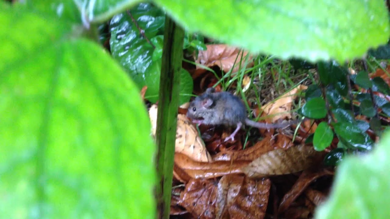 Mouse Release 4: Houdini Bros - YouTube