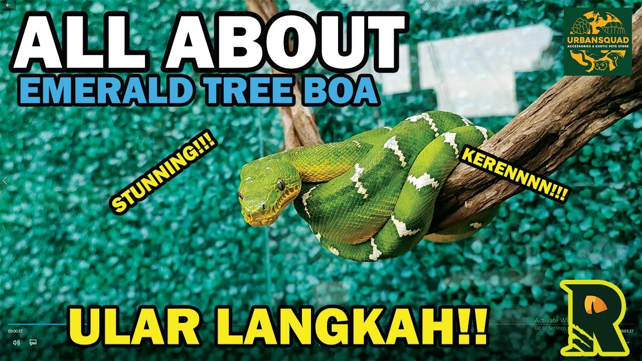 ALL ABOUT EMERALD TREE BOA SNAKE - YouTube