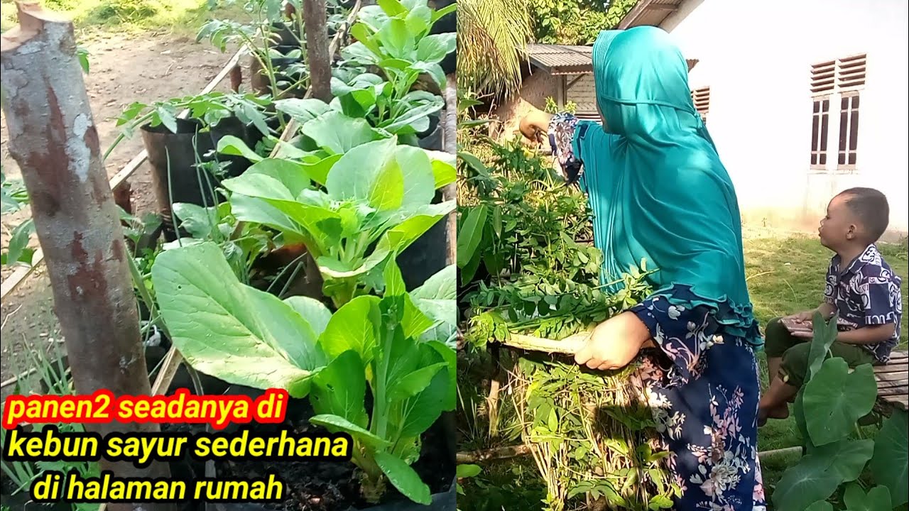 berkebun sayur di halaman rumah ‼️ panen2 seadanya di kebun - YouTube