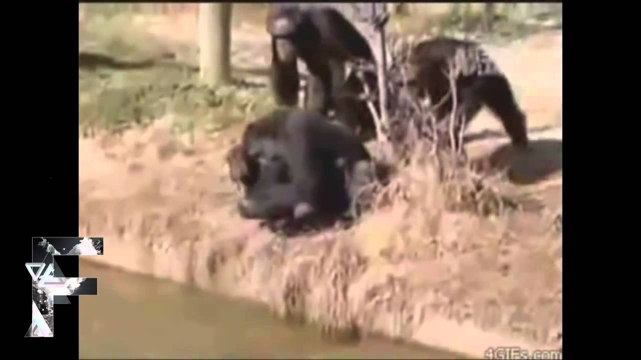 Animals Can Be Jerks Supercut Compilation 2013! - YouTube