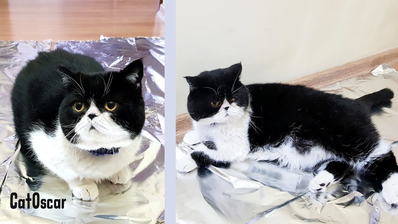 Do Cats Walk On Foil? Cat experiment. - YouTube