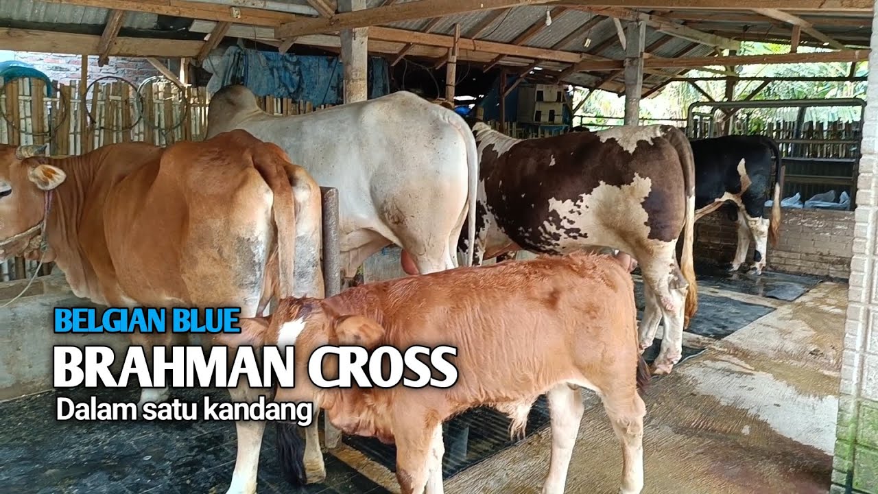 BRAHMAN CROSS,BELGIAN BLUE SATU KANDANG - YouTube